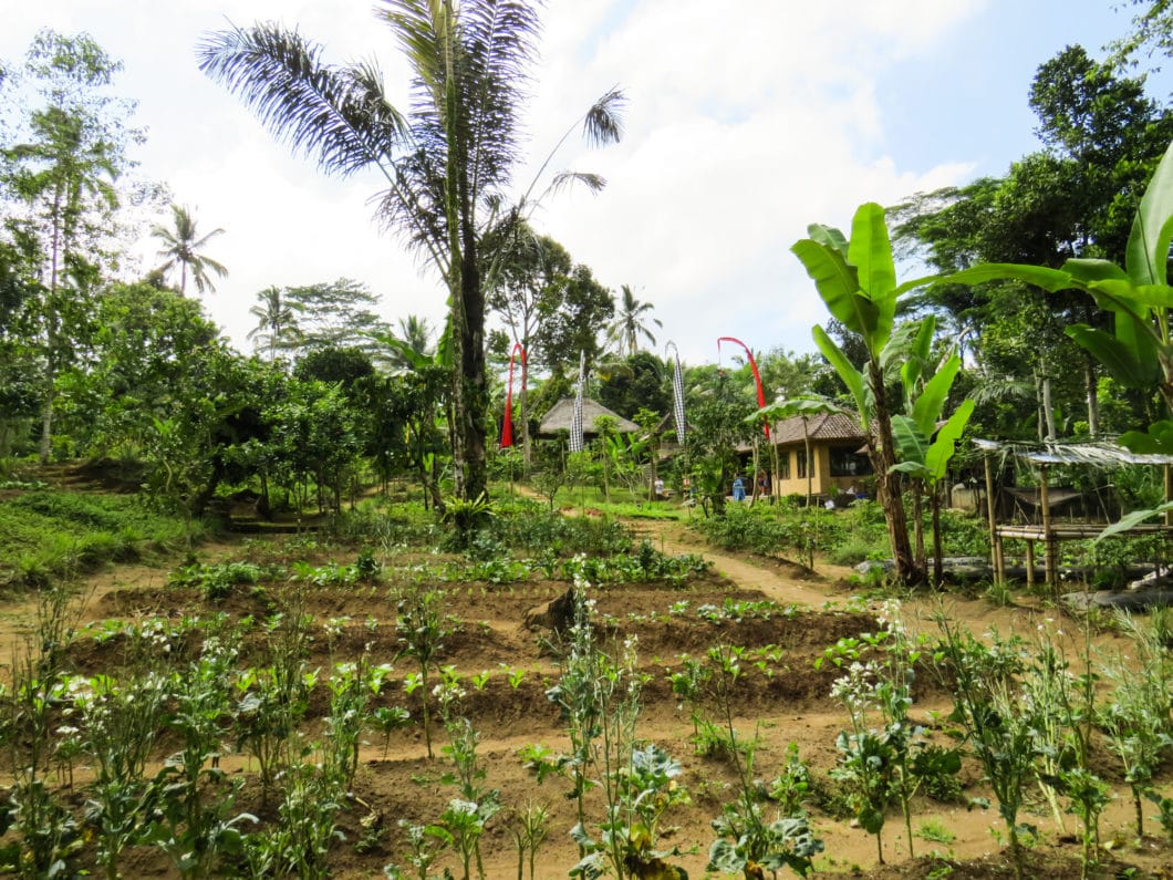 Balinese Farm Cooking - genussfreudig